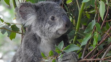 Brisbane, cruises to Australia| MSC Cruises