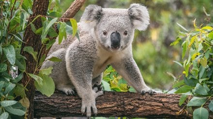 Melbourne, cruises to Australia - MSC Grand Voyages | MSC Cruises