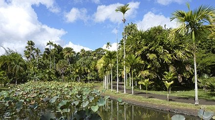 Port Louis, cruises to Mauritius | MSC Cruises